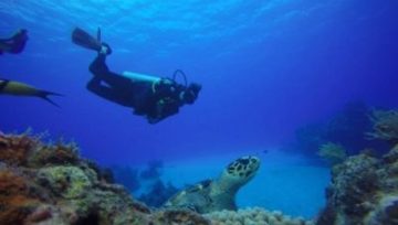 Scuba Diving Facts – Maple Leaf Scuba