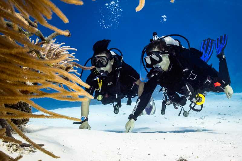 PADI Specialty Diving Courses – Maple Leaf Scuba